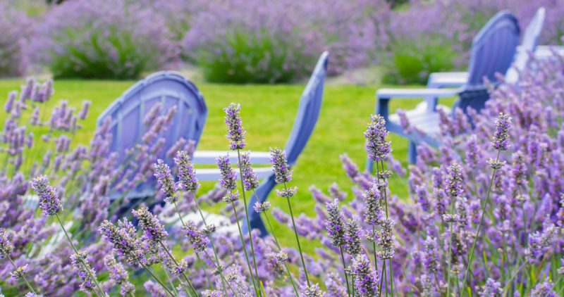 Welcome to In Bloom Lavender Farms - Sequim, Wa