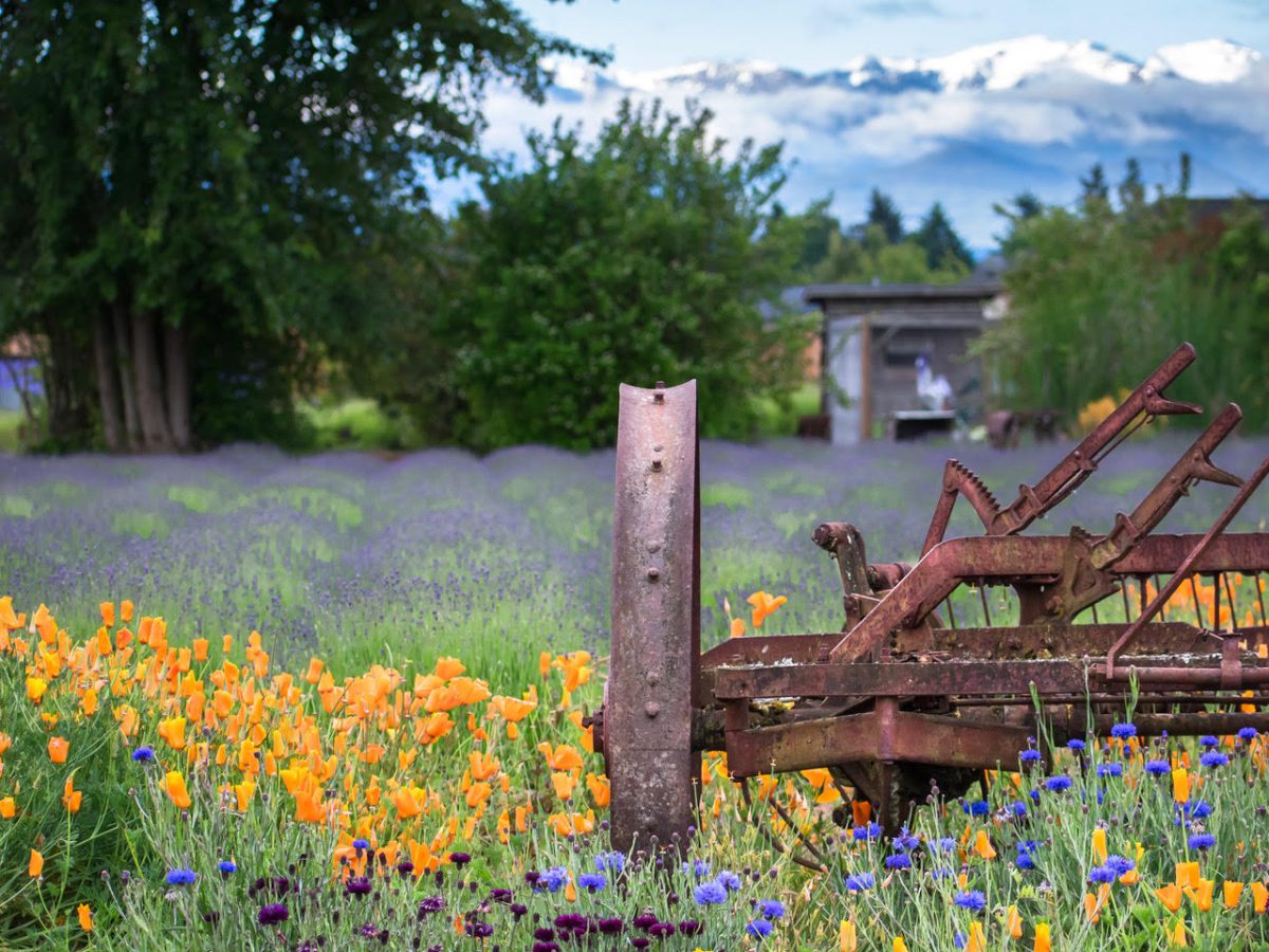 Gallery In Bloom Lavender Farms