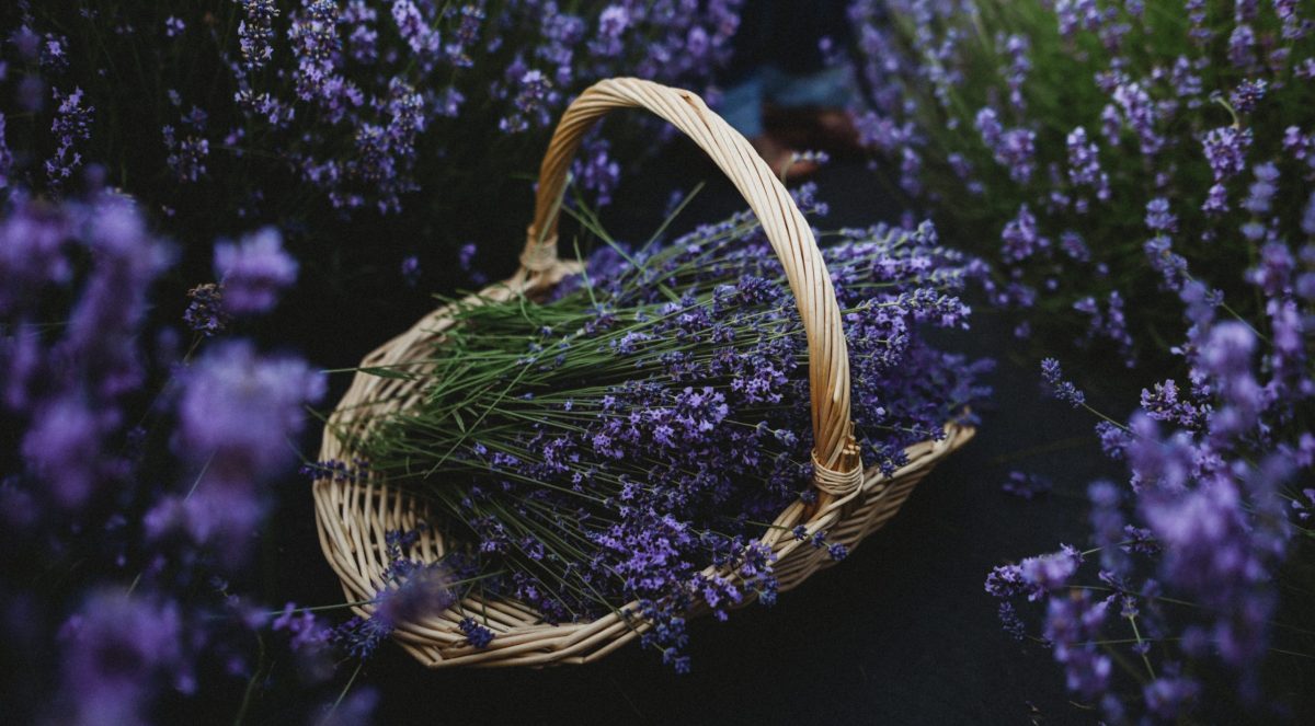 Welcome to In Bloom Lavender Farms - Sequim, Wa